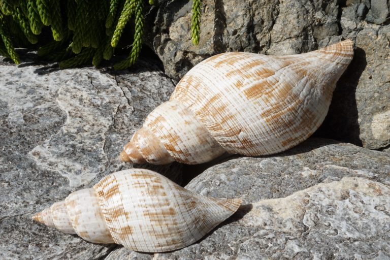 Tulip Shell Small 1Kg