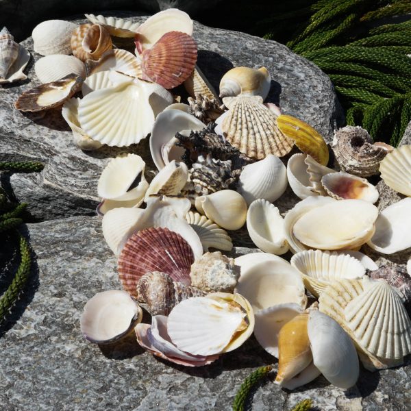 Bulk Shells, Hermit Crab, Nauticas Shells Wholesale Online