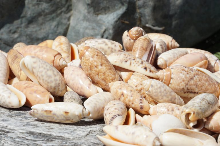 Baby Olive Shells 1Kg