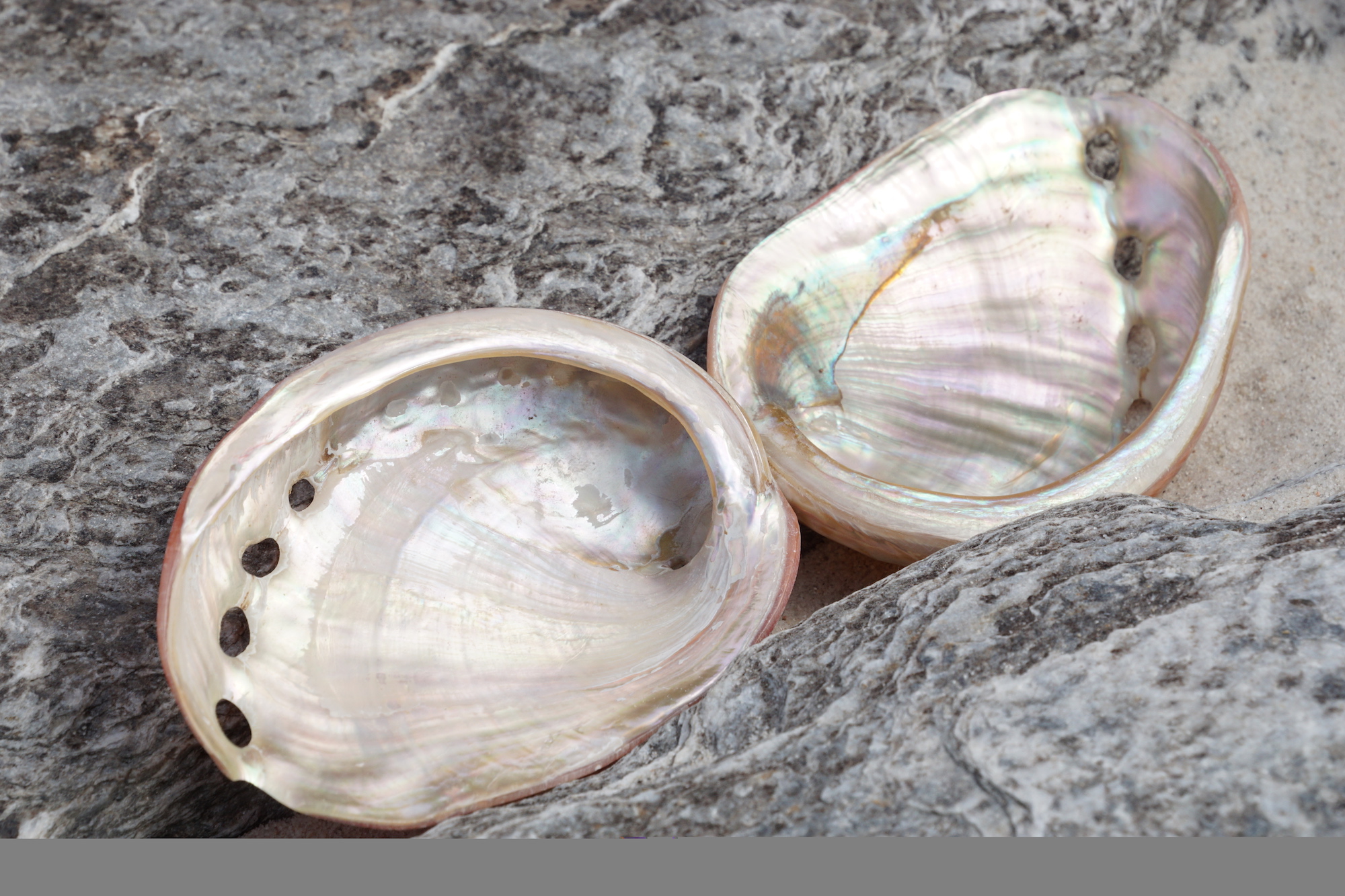 Haliotis Rufescens Polished