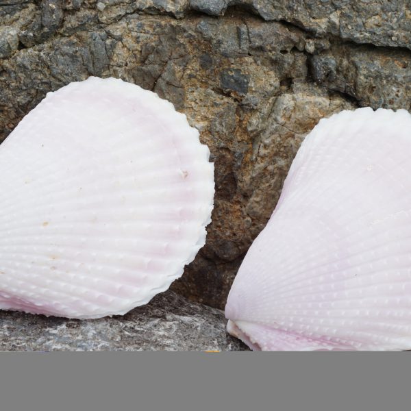 Large Seashells for Sale | Buy Hermit Crab Shells for Sale Online