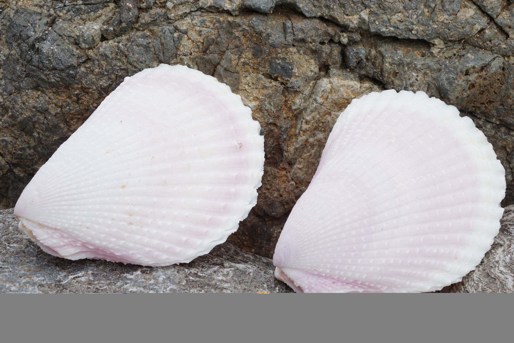 Lima Lima Purple attached pair