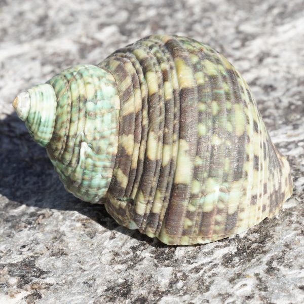 Hermit Crab Shells - Buy Shells Online - Shell Paradise
