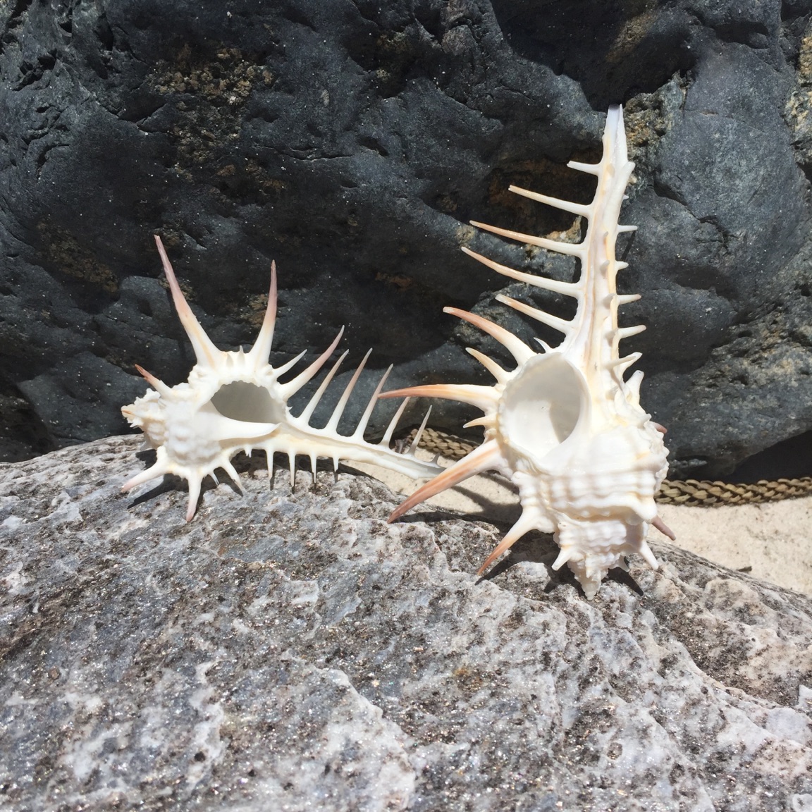 Murex Negrospinosus Small