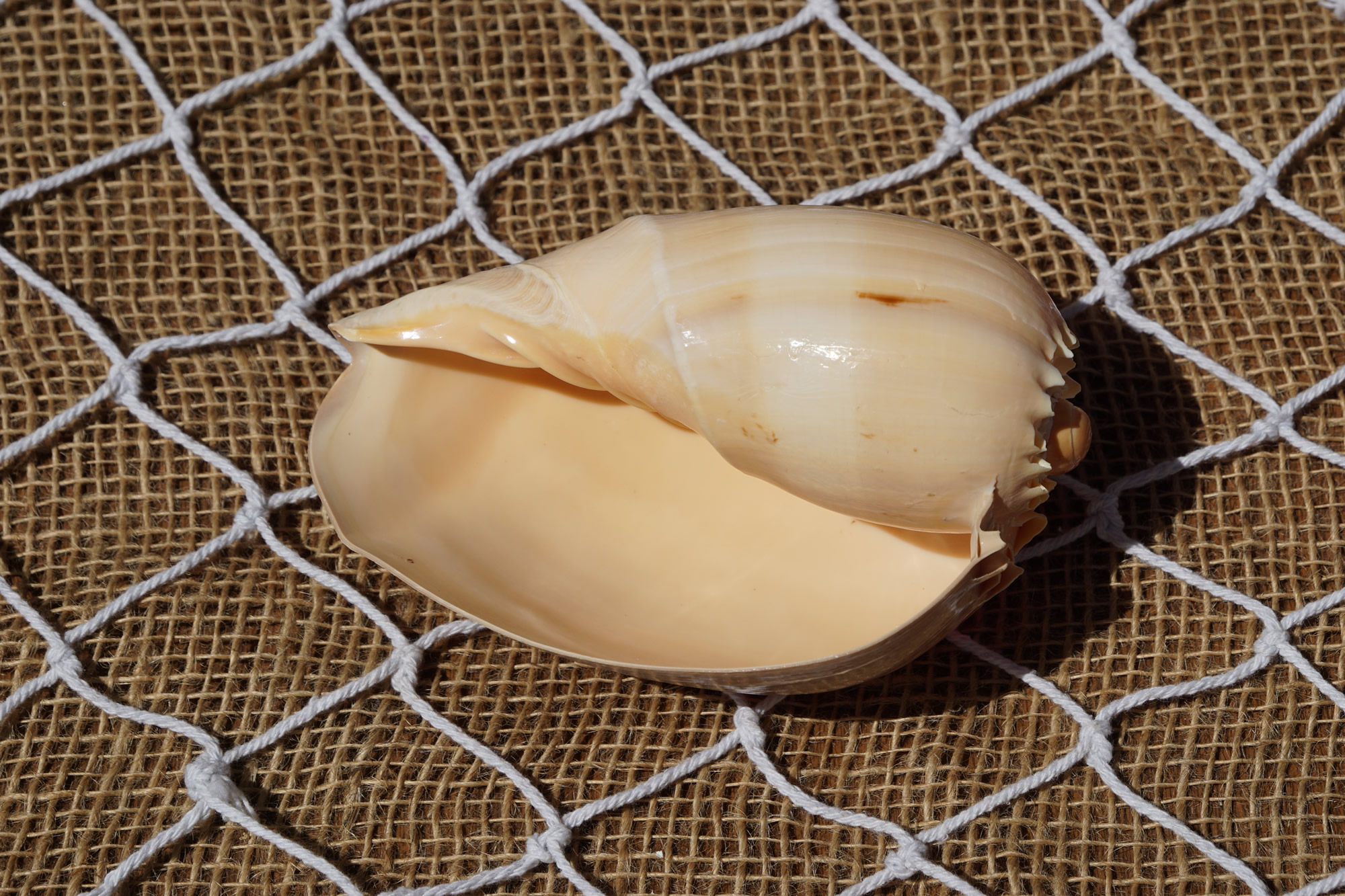 Melo (Bailer Shells)