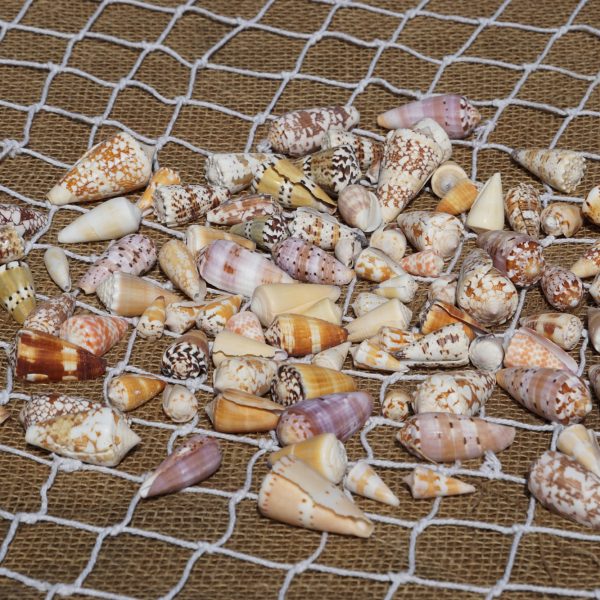 Bulk Shells, Hermit Crab, Nauticas Shells Wholesale Online