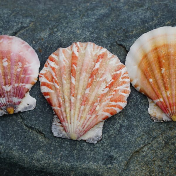 Pecten Sentoria Pair