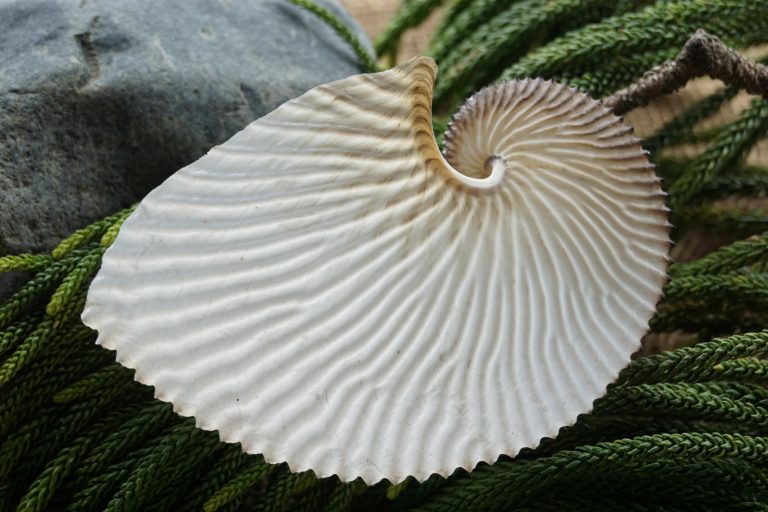 Argonauta Argo
