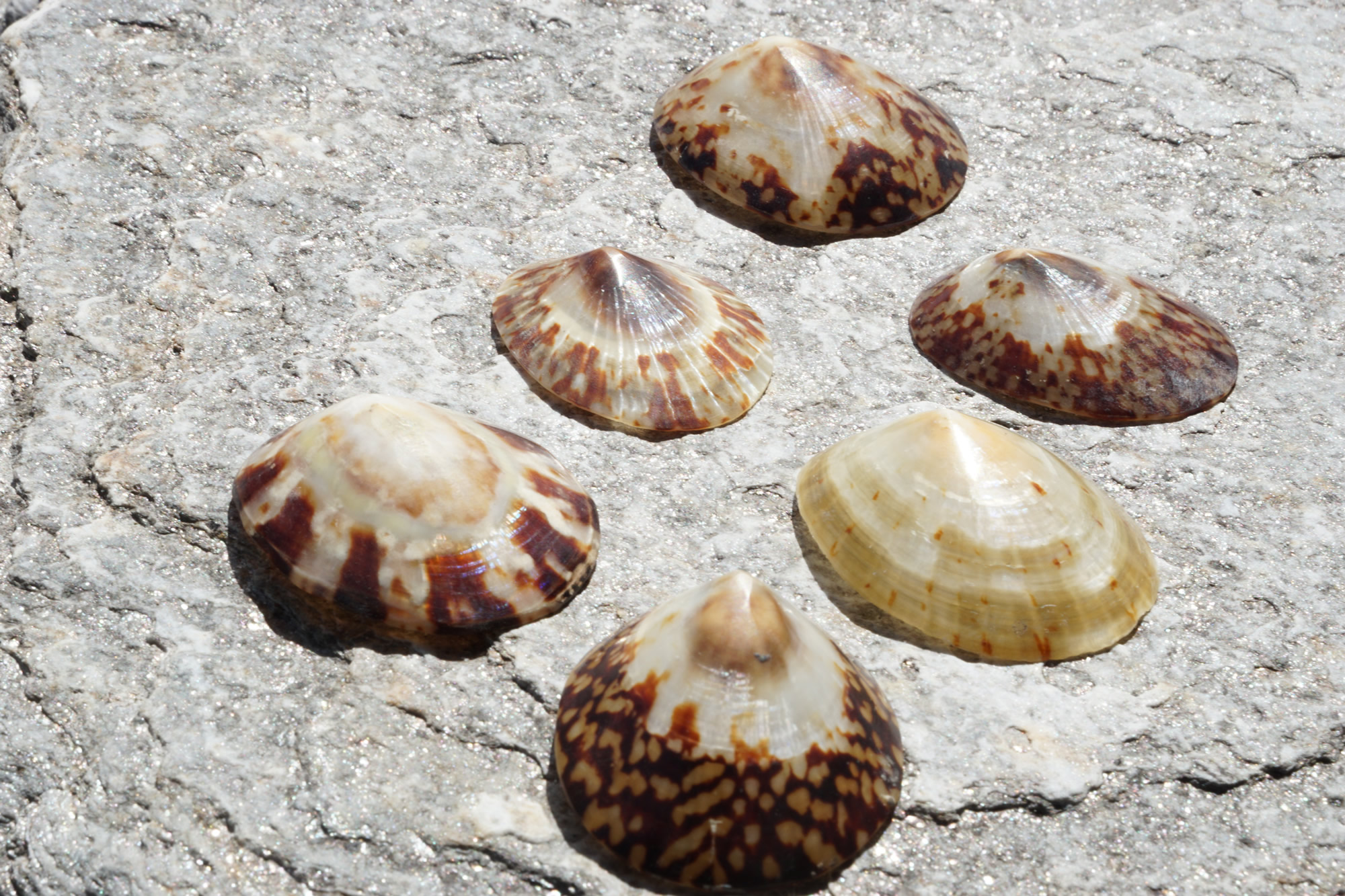 Large Seashells for Sale | Buy Hermit Crab Shells for Sale Online