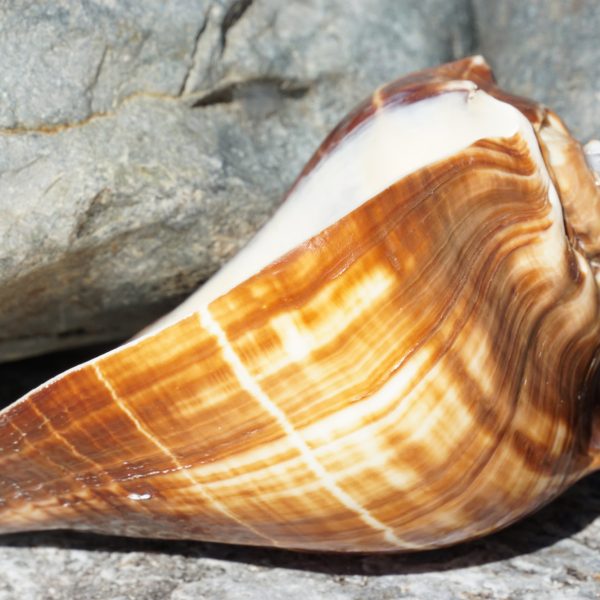 Melo (Bailer) Shells