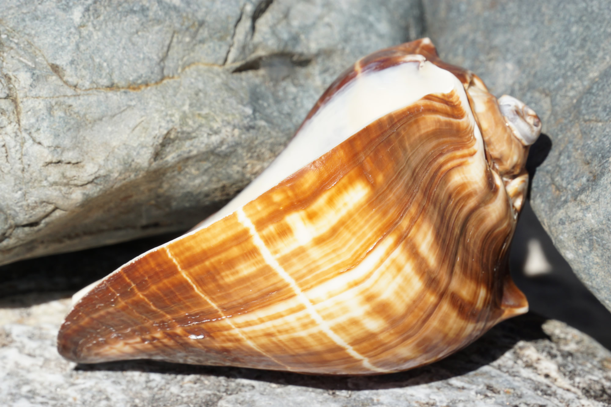Melongena Shell