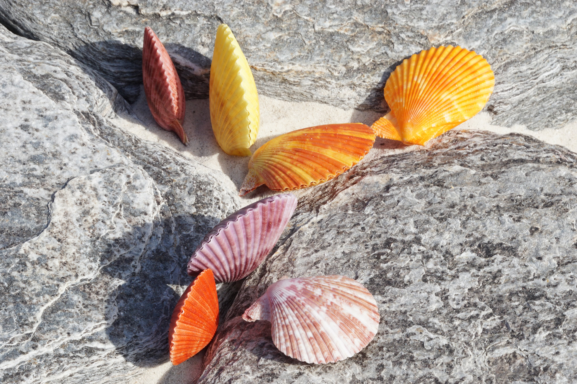 Pecten Sentoria Pair