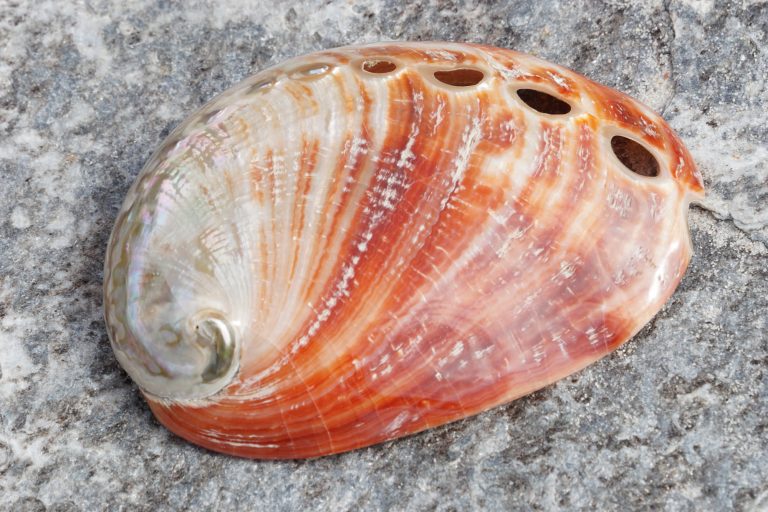 Haliotis Rufescens Polished