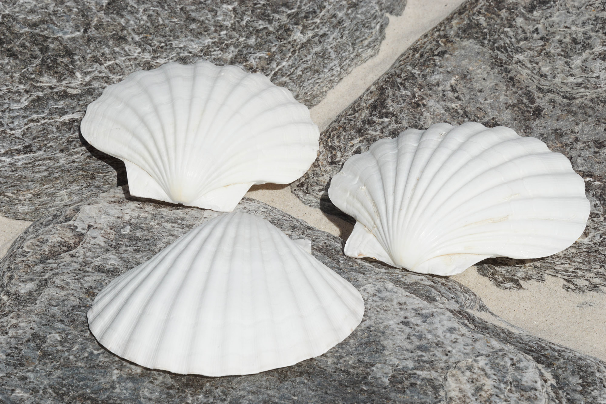 White Scallops Pack of 10 Shells