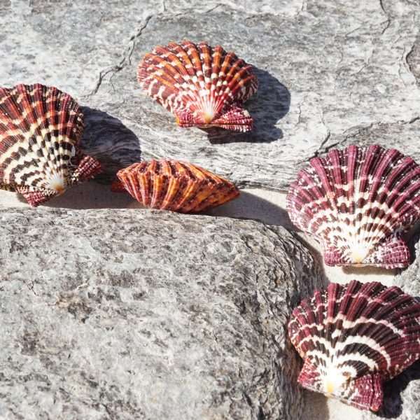 Pecten Sentoria Pair