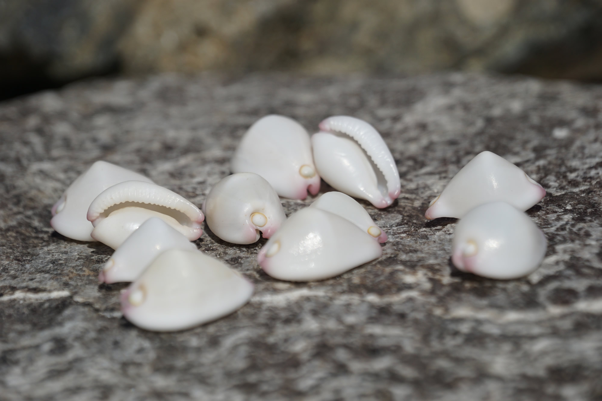 Calpurnus Varicosa