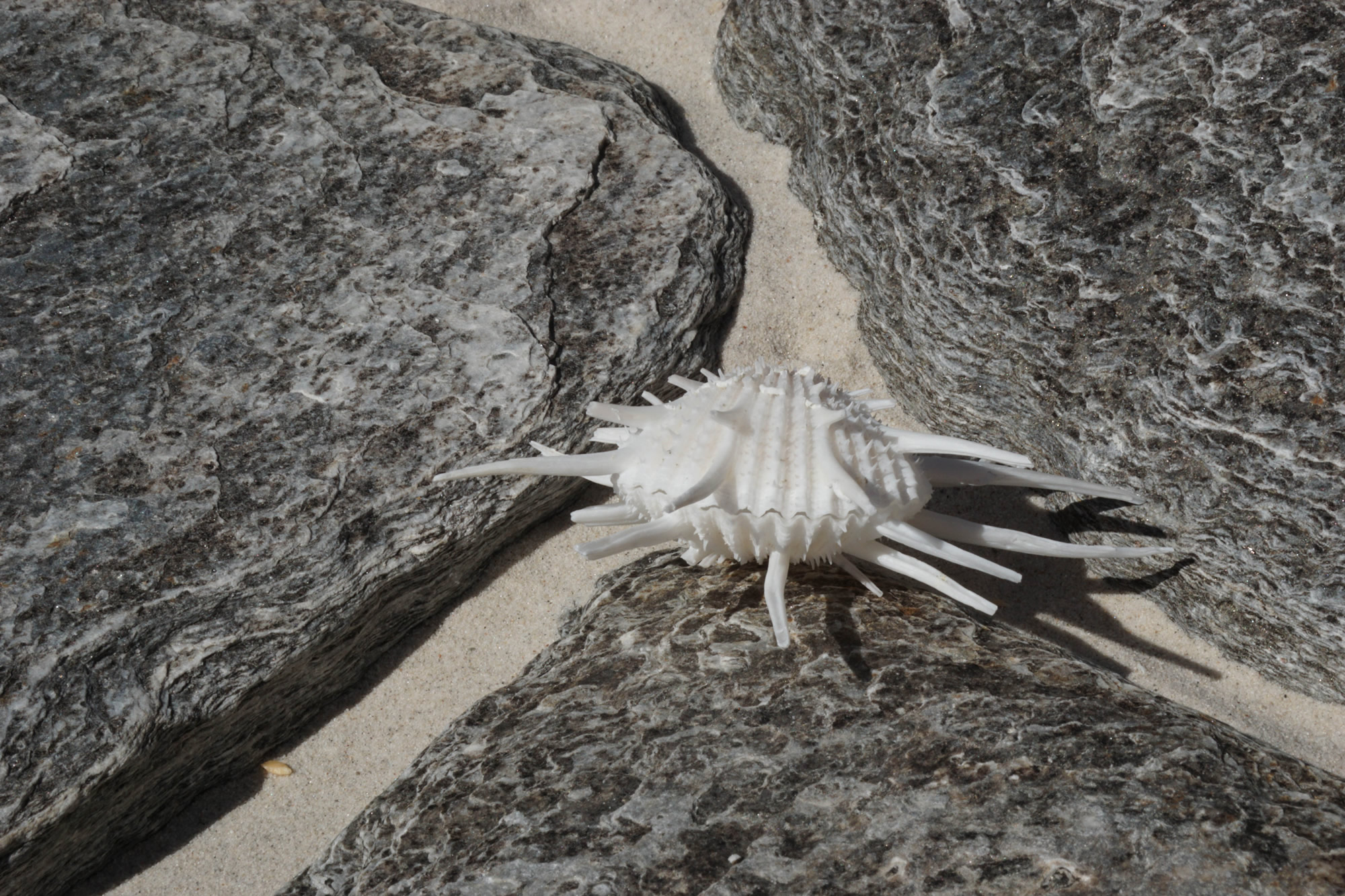 Spondylus Imperialis
