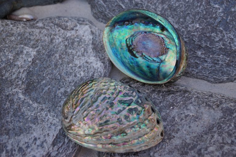 Full Polish Paua Shells