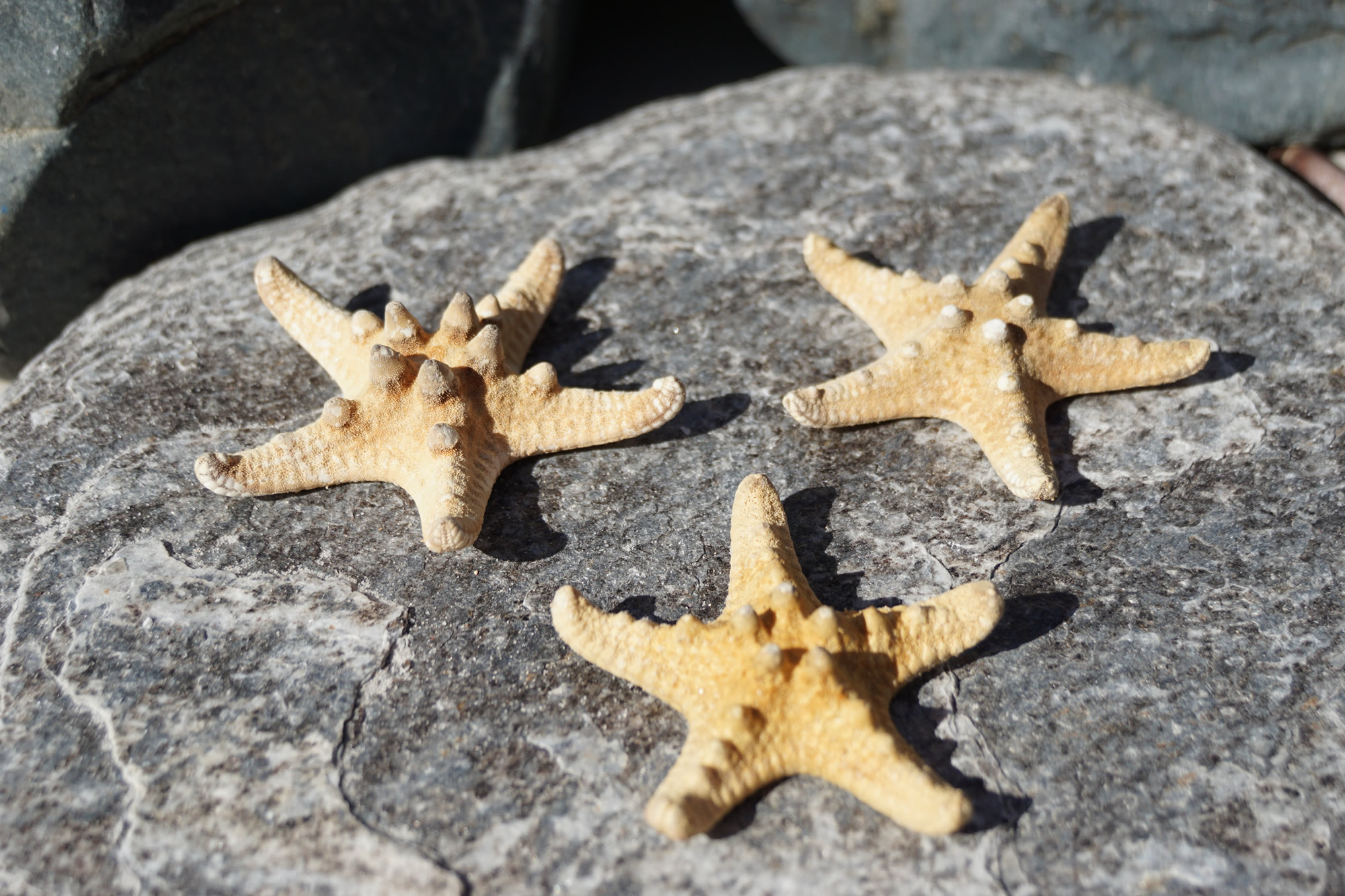 Knobbly Starfish Natural