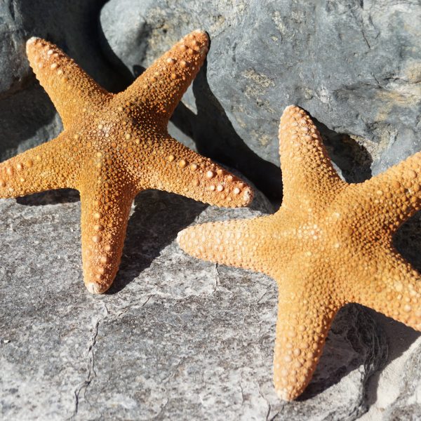 Flat Starfish