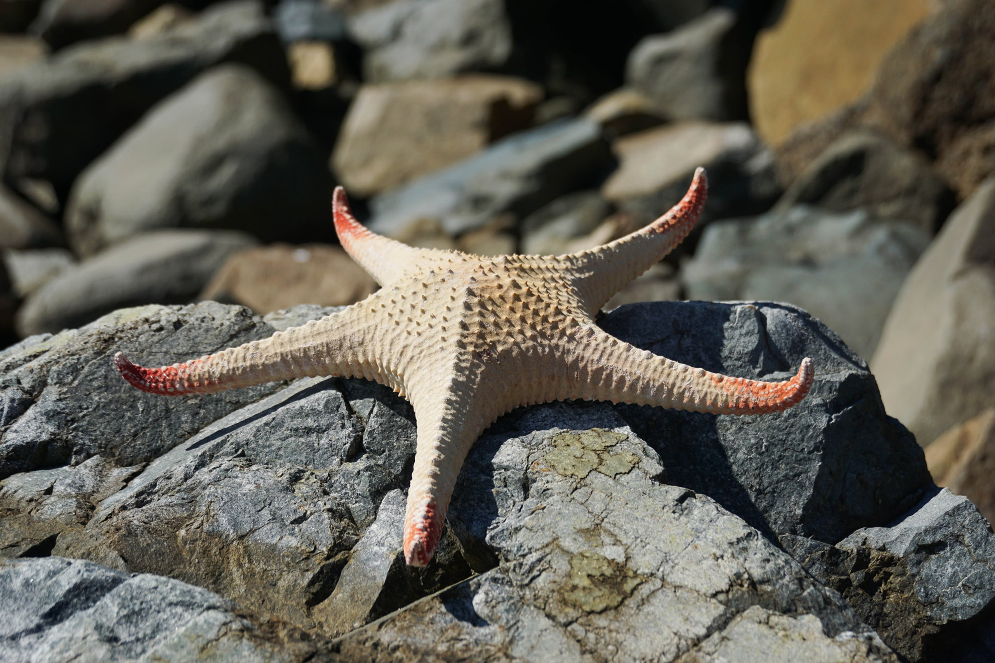 Specimen Starfish 10 inch - Buy Shells Online - Shell Paradise