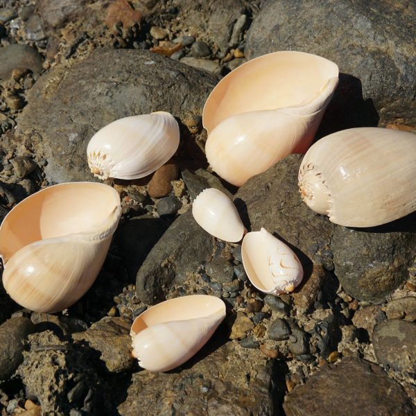 Melo (Bailer Shells)