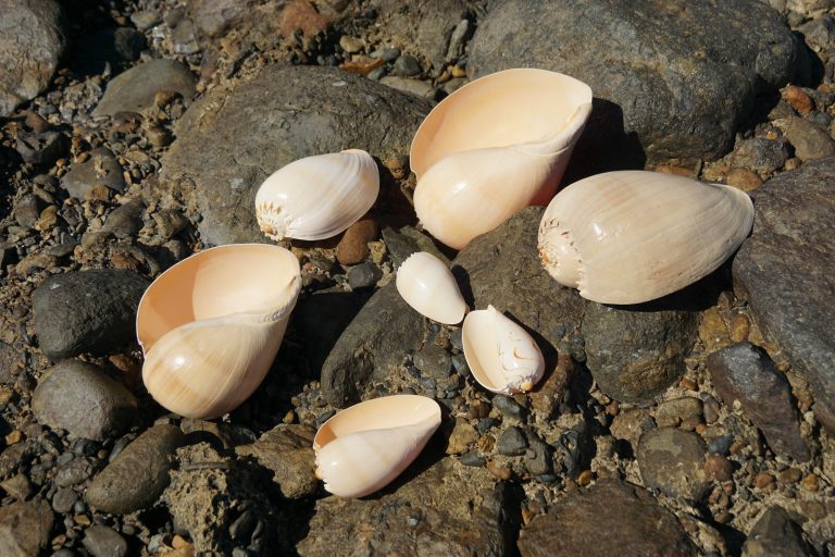 Melo (Bailer Shells)