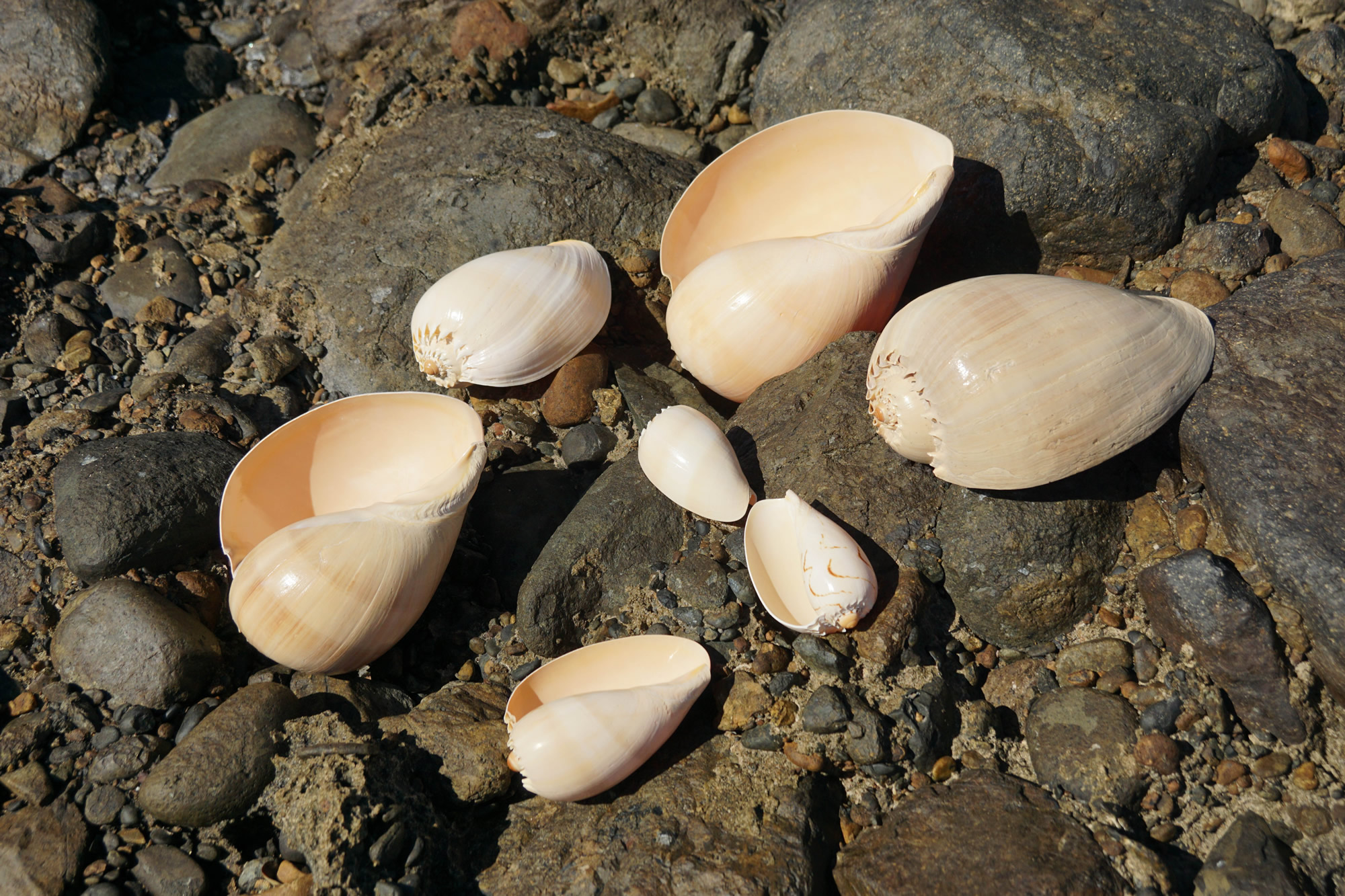 Melo (Bailer Shells)