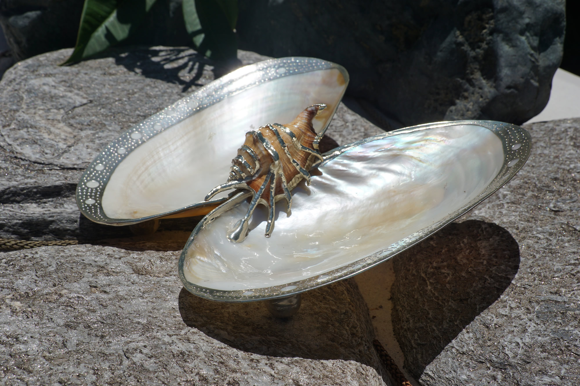 Duo Cabebe Clam Footed with Silver Trim 10-12 Inch - Buy Shells Online ...