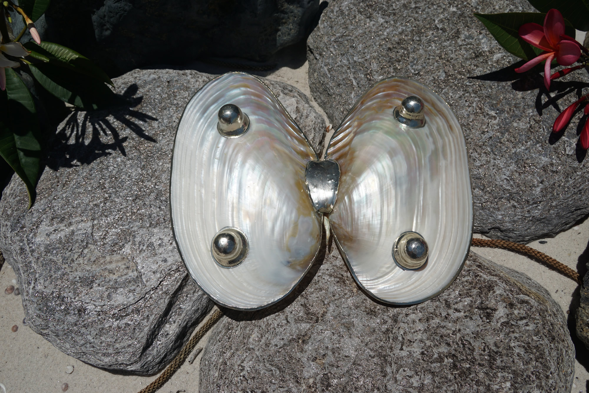 Duo Cabebe Clam Footed with Silver Trim 10-12 Inch - Buy Shells Online ...
