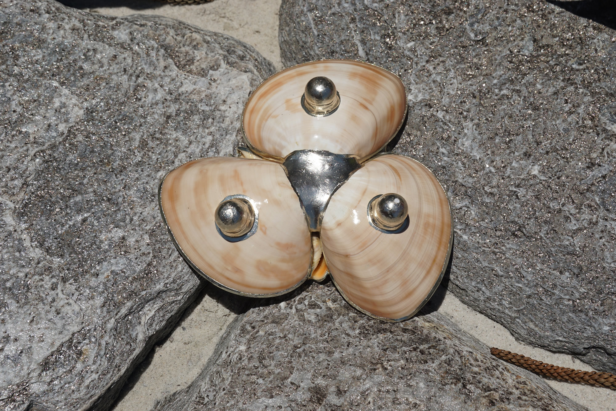 Chocolate Clam Trio with Silver Trim - Buy Shells Online - Shell Paradise