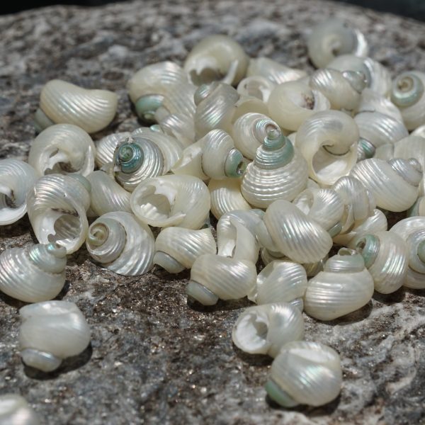 Large Seashells for Sale | Buy Hermit Crab Shells for Sale Online