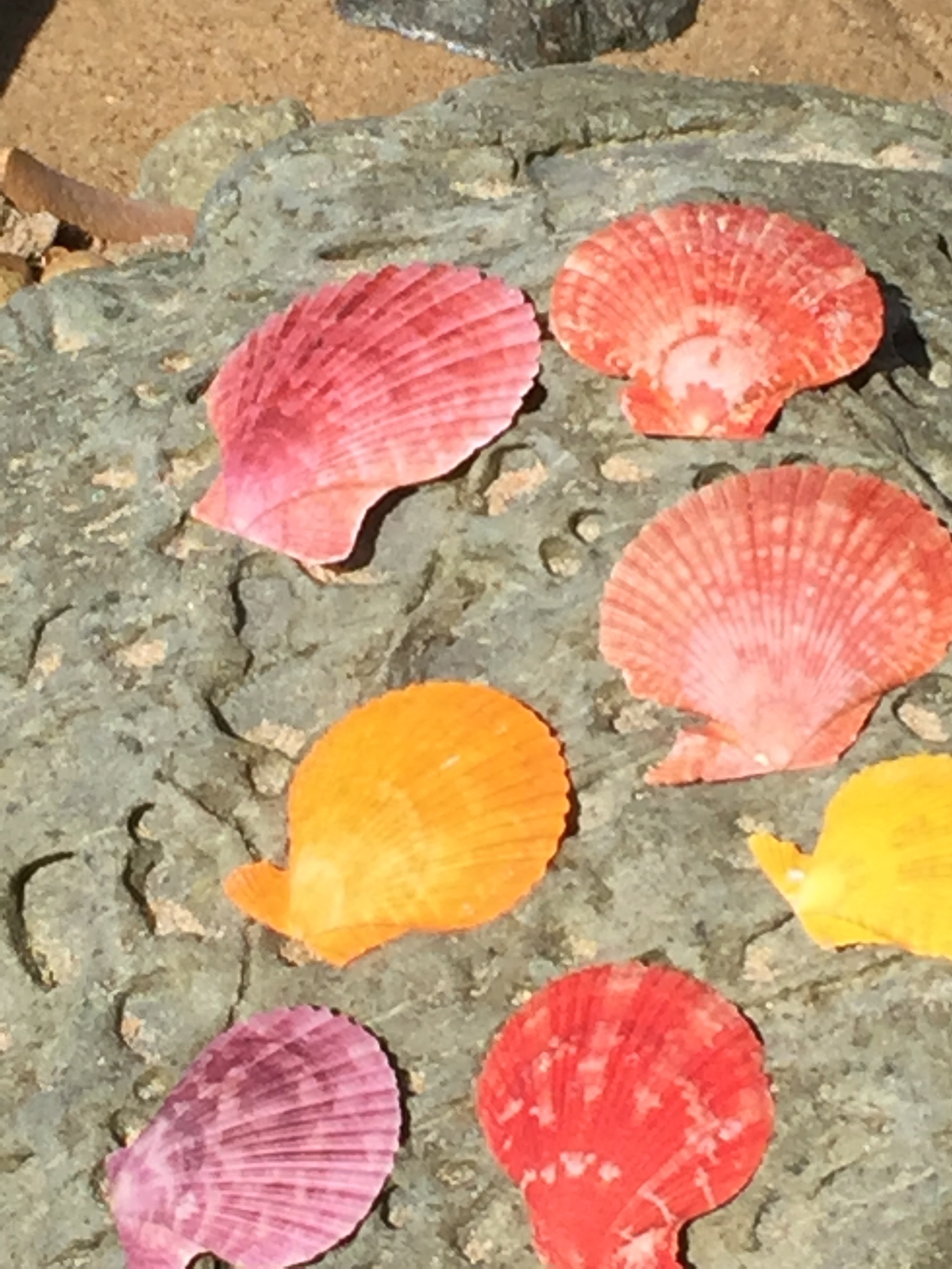 Pecten Nobilis Assorted Colour 1Kg