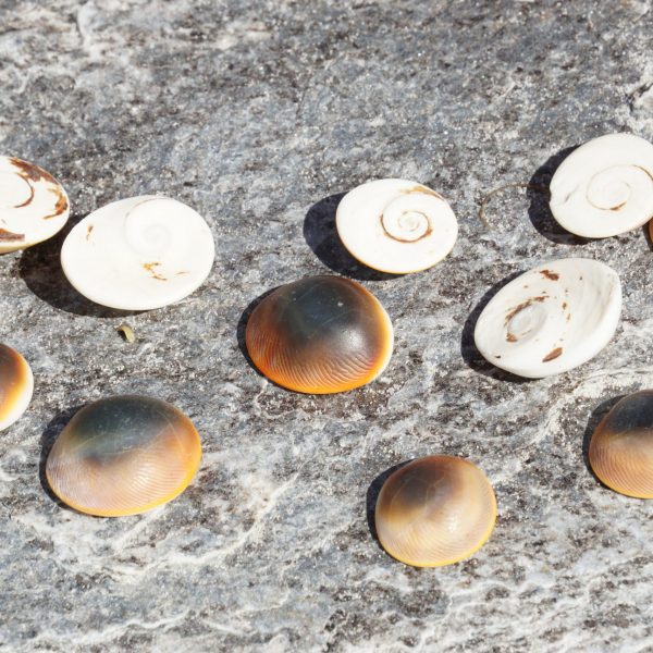 Cat's Eye Shells