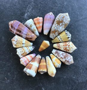 Buy Seashells for Sale Online in Australia | Shell Paradise