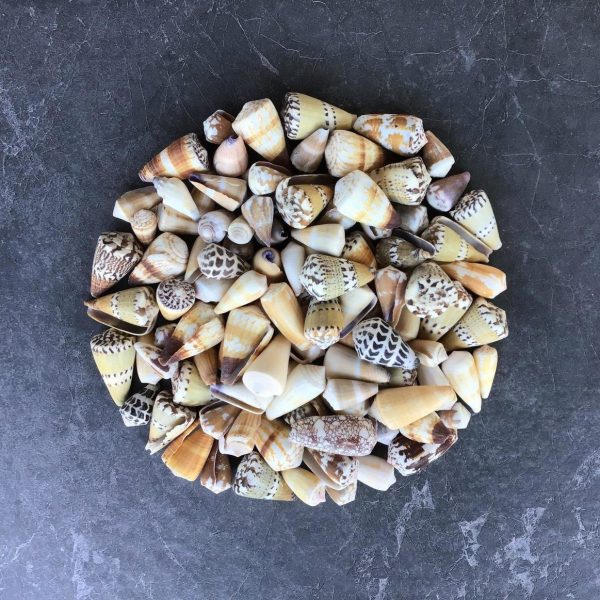 Bulk Shells, Hermit Crab, Nauticas Shells Wholesale Online