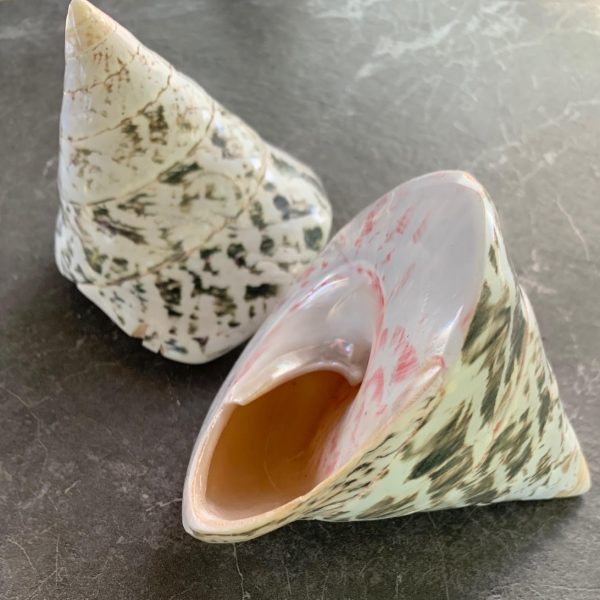 Tectus Conus Pearlised