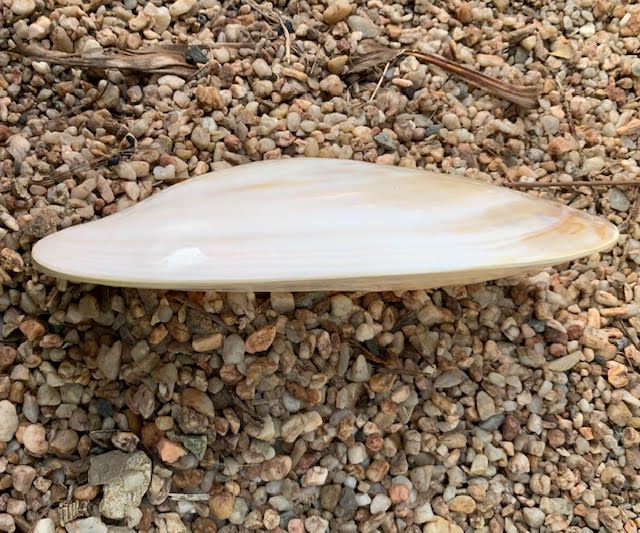 Cabebe Polished Pair