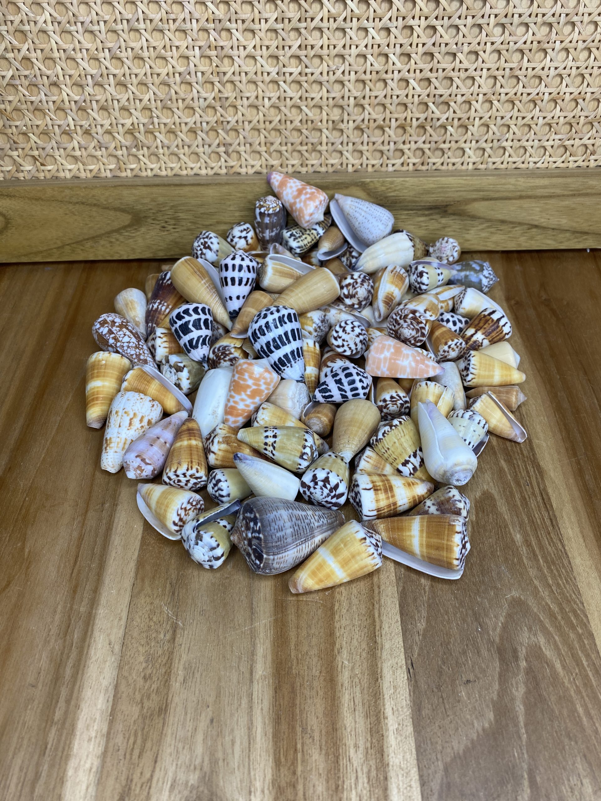 Mini Assorted Cones 20 pieces - Buy Shells Online - Shell Paradise