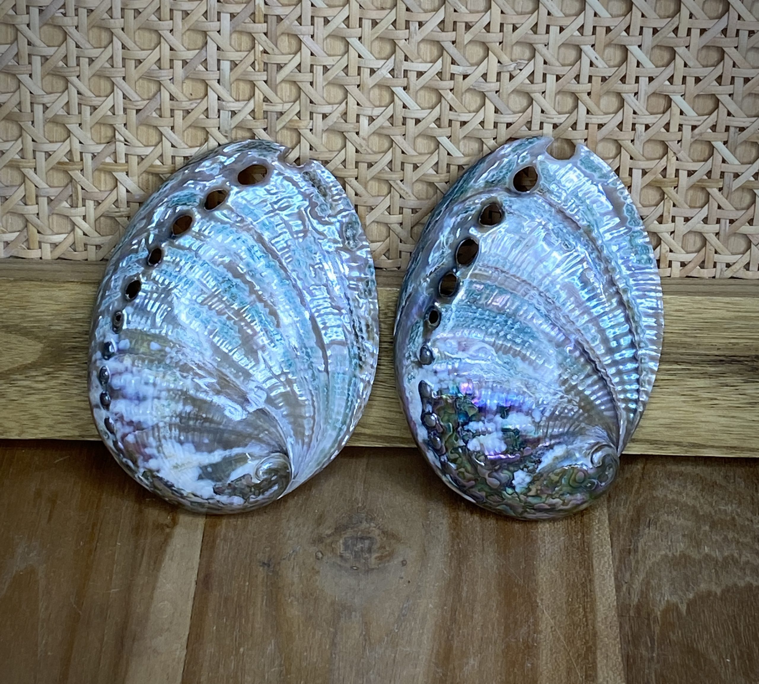 Blue Abalone 4"