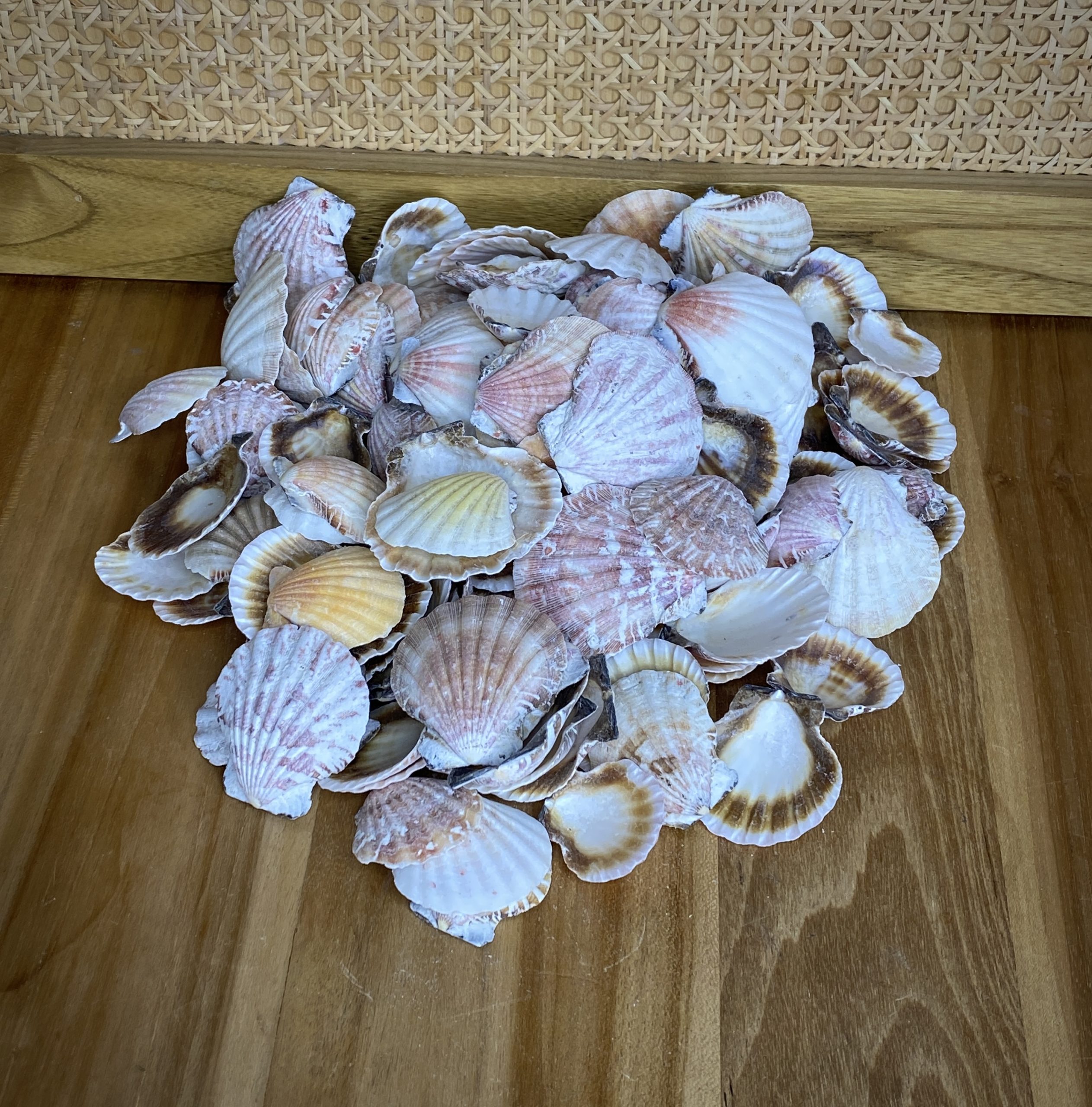 Pecten Vexillum - Buy Shells Online - Shell Paradise