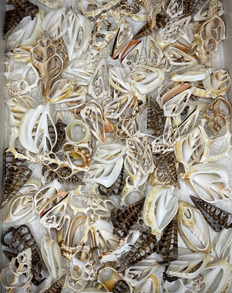 Centre Cut Assorted 1kg