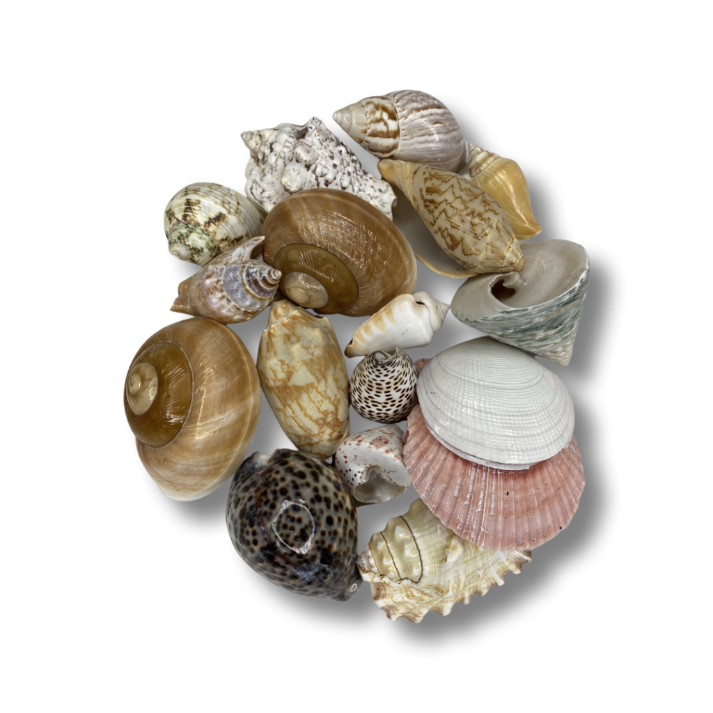 Polished Shell Bag 700 grams